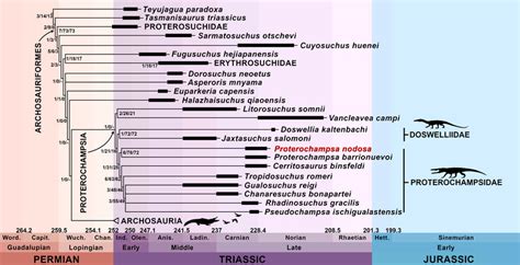 Time Calibrated Phylogenetic Tree Presenting The Partial Apical View