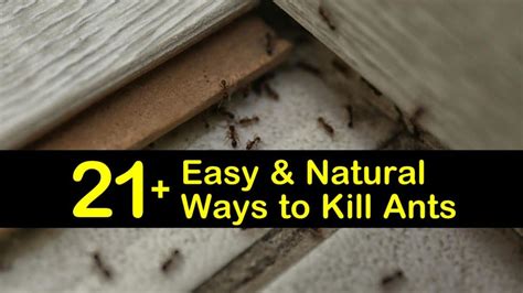 Easy Natural Ways To Kill Ants