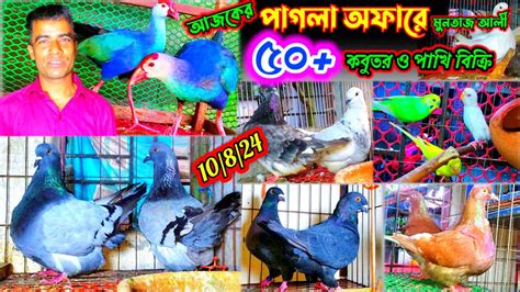 আজকের পাগলা অফারে পানির দামে ৫০ পিস কবুতর ও পাখি বিক্রি ডিম বাচ্চা