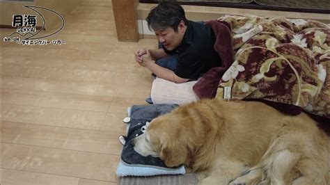 愛し愛される人間と犬の関係は不思議ですね。 【golden Retriever Japan】 Youtube