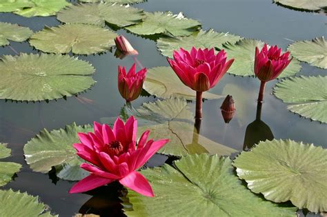¿qué Son Las Plantas Acuáticas Jardineria On