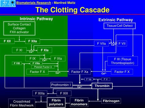 Ppt The Complement System And Kinin System Powerpoint Presentation Free Download Id 358399