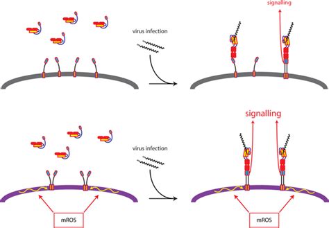 Sendai Virus Plos One