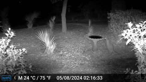 What Is Detection Delay On Trail Camera Maximize Your Wildlife Monitoring