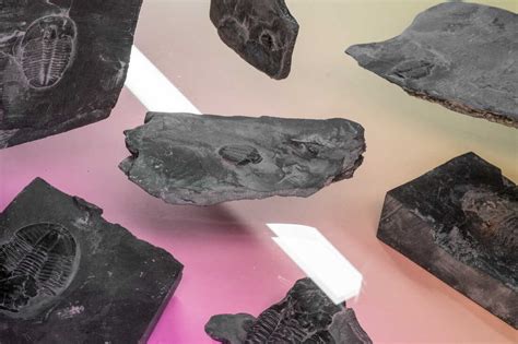 How Fossil Hunting Takes Me Out Of Myself Npr
