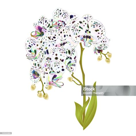 나뭇가지 난초 호 접 도트 멀티 컬러 꽃 열 대 식물 녹색 줄기와 새싹과 나뭇잎 빈티지 벡터 식물 그림 편집 가능한 디자인 0
