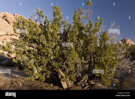 Californian Juniper Juniperus Californica Habit Ancient Tree Growing