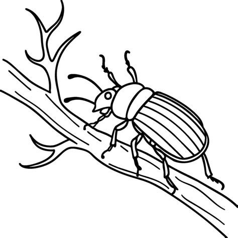 Beetle Bug Coloring Pages Beetle Bug Outline For Coloring Book Insect