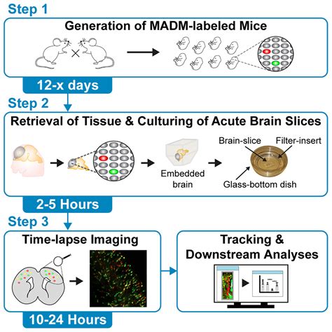 Cell Press Star Protocols