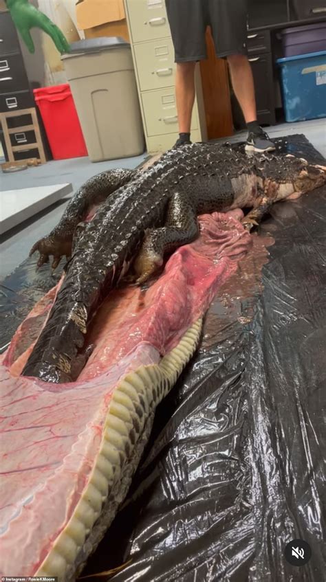 Son People Cut Open The Giant Pythons Stomach And Suddenly Discovered