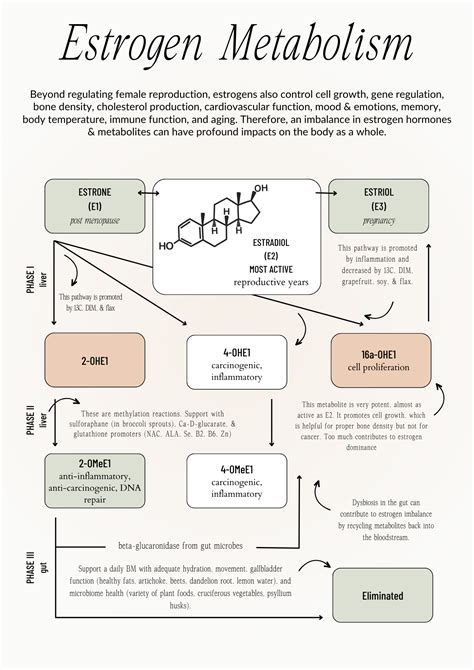 Mastering Hormone Health Managing Estrogen Dominance — Bonza Health
