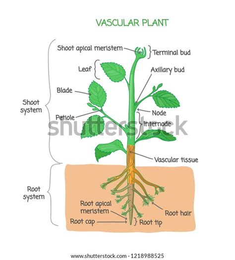 Leaf Nodes Images Stock Photos And Vectors Shutterstock