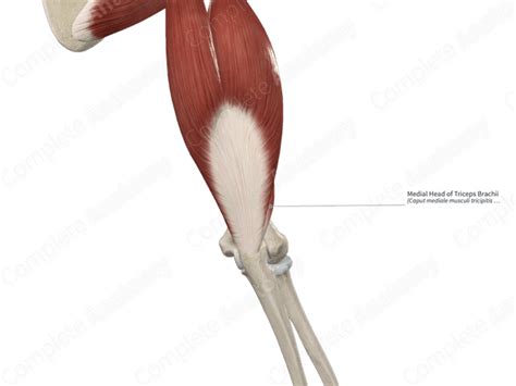 Medial Head Of Triceps Brachii Complete Anatomy