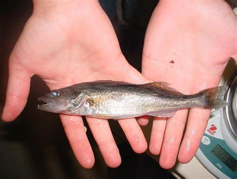 Saugeye Vs Walleye