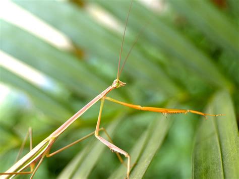 Bug Free Stock Photo - Public Domain Pictures