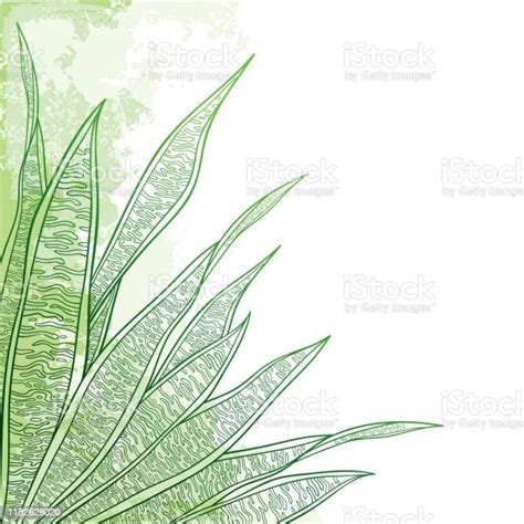 윤곽 산세비에리아 Trifasciata 또는 뱀 식물 또는 시어머니의 혀 잎 흰색 배경에 파스텔 녹색의 벡터 코너 무리 꽃