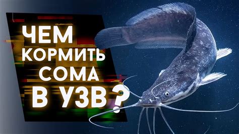 Чем кормить сома в УЗВ? - YouTube