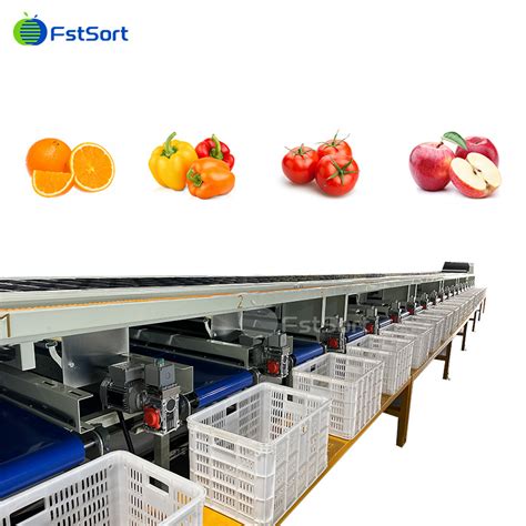 Onion Sorting Machine Efficient Citrus Fruit Handling And Packaging Fruit Post Harvest