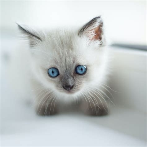 Aufgepasst Hier kommen süßesten Katzenbabys der Welt Seite 41