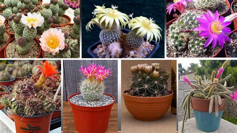 Tipos De Cactus Con Flores Espectaculares Y Originales Youtube