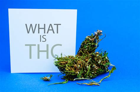 의료 대마초 개념 마리화나의 꽃 싹과 Thc가 무엇인지 기호 종이 시트 Cbd 또는 Thc 잡초 또는 대마 Cannabis