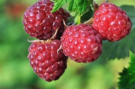 Fertilizer Daily On Linkedin Uk Raspberry Growers Face Mounting Fertilizer Daily On Linkedin Uk Raspberry Growers Face Mounting