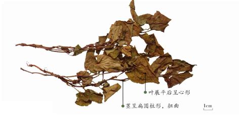 鱼腥草 中药学 医学