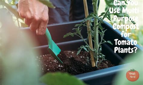 Can You Use Multi Purpose Compost For Tomato Plants Tomatoabout