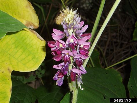 Kudzu Pueraria Montana Var Lobata Willd Maesen And S Almeida