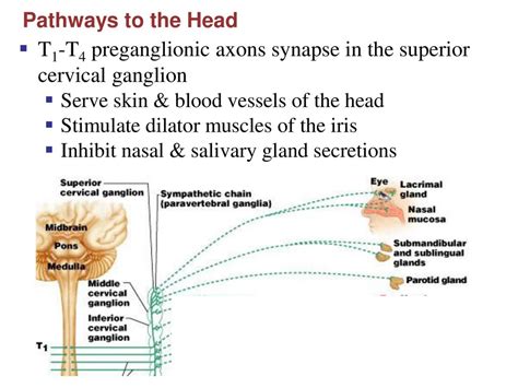 The Peripheral Nervous System Pns Part 1 Ppt Download The Peripheral Nervous System Pns Part 1 Ppt Download