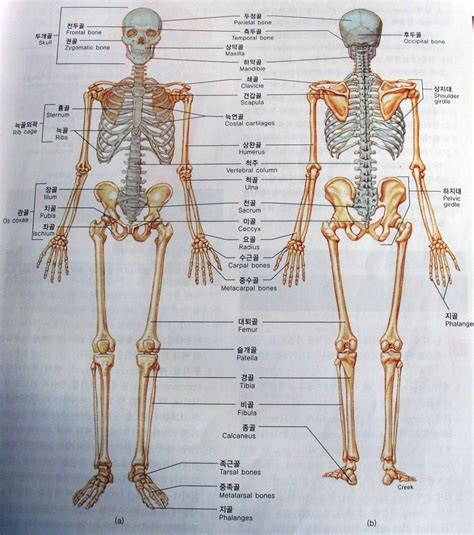 인체 골격 근육 장기와 신경계 네이버 블로그