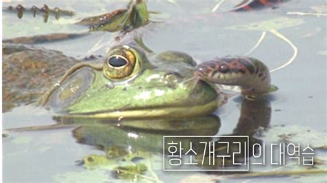 자신보다 몸짓이 작으면 다 먹어버리는 황소개구리🐸 천적인 뱀🐍까지 L Kbs 일요스페셜 970720 방송 Youtube