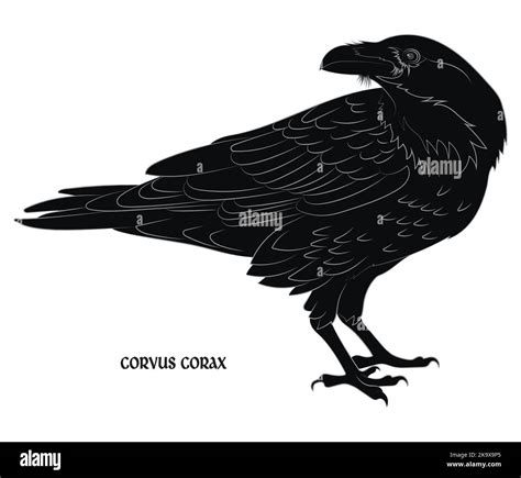 Black Crow Corvus Corax Stock Vector Image And Art Alamy