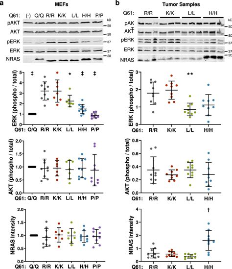 Mapk Pathway Activation Parallels The Tumorigenic Potential Of