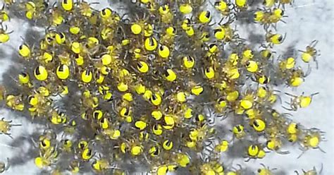 Found These In My Yard Today Tightly Clustered But As They Scattered