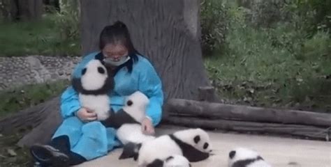 China Employs Professional Panda Huggers For 32 000 A Year Icreatived