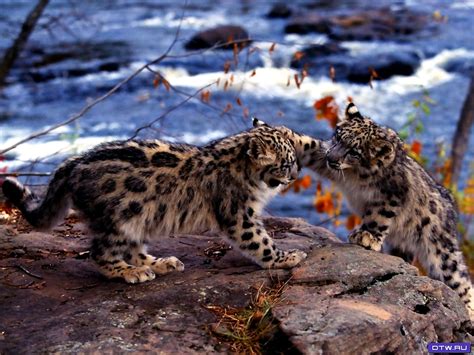 Imagem de plano de fundo Gatos Grandes Vida Selvagem Animais Download Grátis