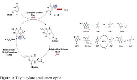 Reseasrch Pogress For Thymidylate Synthase And Inhibitors In Cancers
