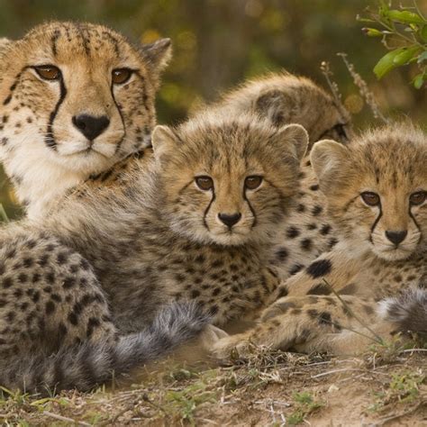 Cheetah Cubs Facts