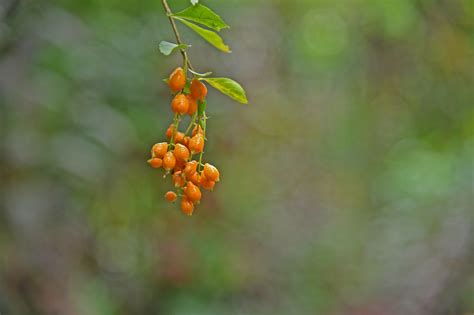 Fruit Fleur Jaune Photo Gratuite Sur Pixabay Pixabay
