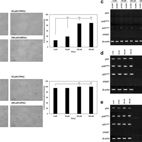 Mesenchymal Embryonic And Neural Crest Stem Cell Marker Expression Mesenchymal Embryonic And Neural Crest Stem Cell Marker Expression