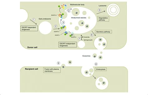 Biogenesis Secretion And Uptake Of Exosomes And Their Cargo 1