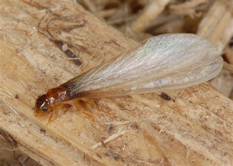 Termite Biology Eastern Subterranean Termites And Formosan Termites