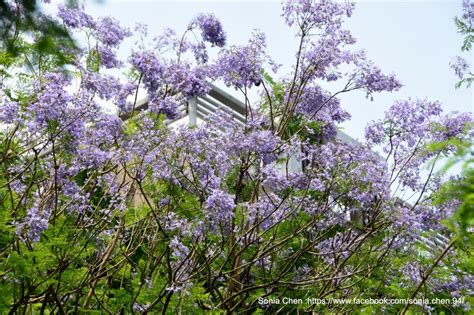 2024 D0428 白千層鐵砲百合花園 廣豐公園藍花楹 健行筆記