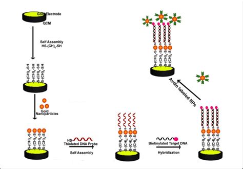 Schematic Diagram Of Bacterial Detection Of Gold Nanoparticles Enhanced Download Scientific