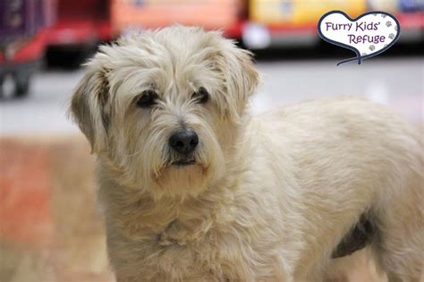 Cairn Terrier Dog For Adoption In Lees Summit Mo