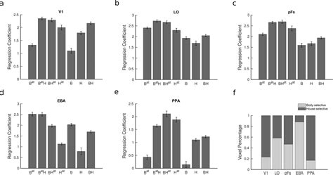 the normalization model predicts responses in the human visual cortex