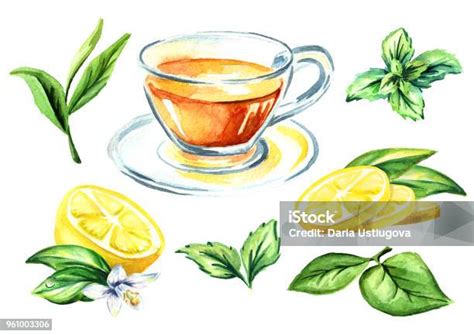 차 세트 컵 레몬 민트와 녹차 잎 흰색 배경에 고립 수채화 손으로 그린 그림 차 뜨거운 음료에 대한 스톡 벡터 아트 및 기타