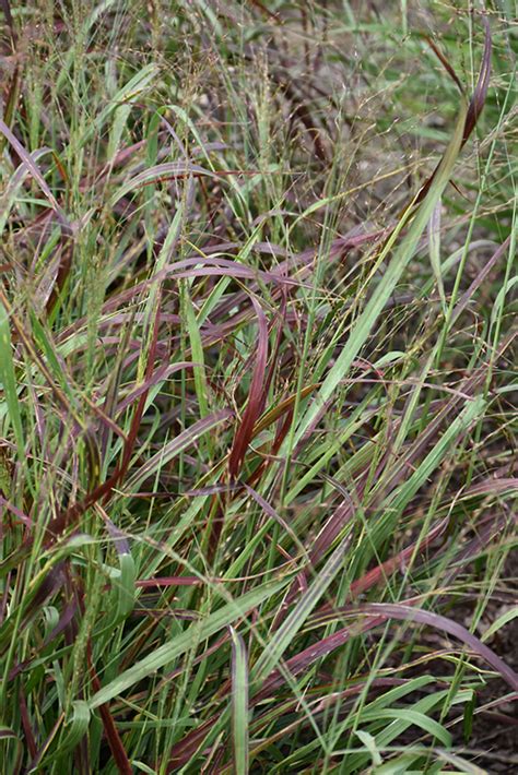 Ruby Ribbons Switch Grass Panicum Virgatum Ruby Ribbons In Boston Hopkinton Chelmsford Ruby Ribbons Switch Grass Panicum Virgatum Ruby Ribbons In Boston Hopkinton Chelmsford