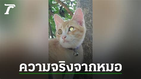 ช็อตฟีล สัตวแพทย์เผย แมวตาเพชร เป็นแมวป่วย แนะรีบพาไปรักษา